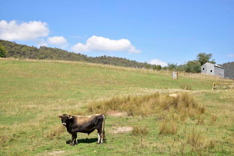 Alpine Shire Council - Live Country